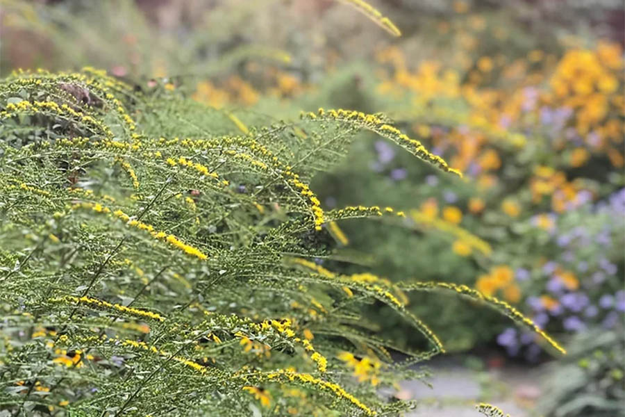 Join the CPCA to Learn About Native Plants and Rain Gardens | Cleveland ...